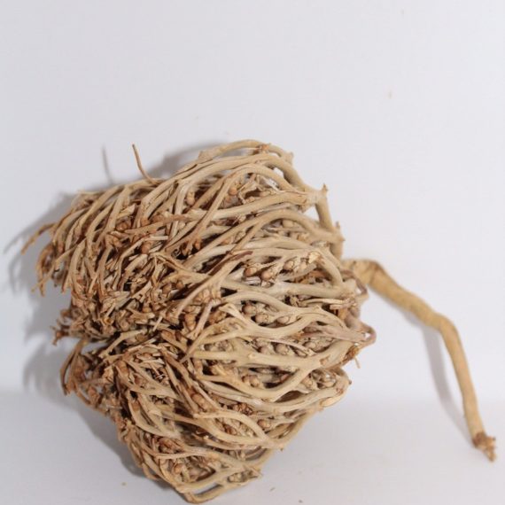 Poudre de Petit colas (Garcina cola) - Sham's Afrique